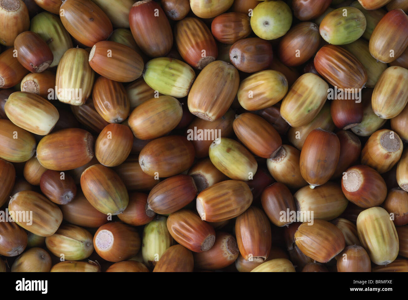 Many acorns hi-res stock photography and images - Alamy