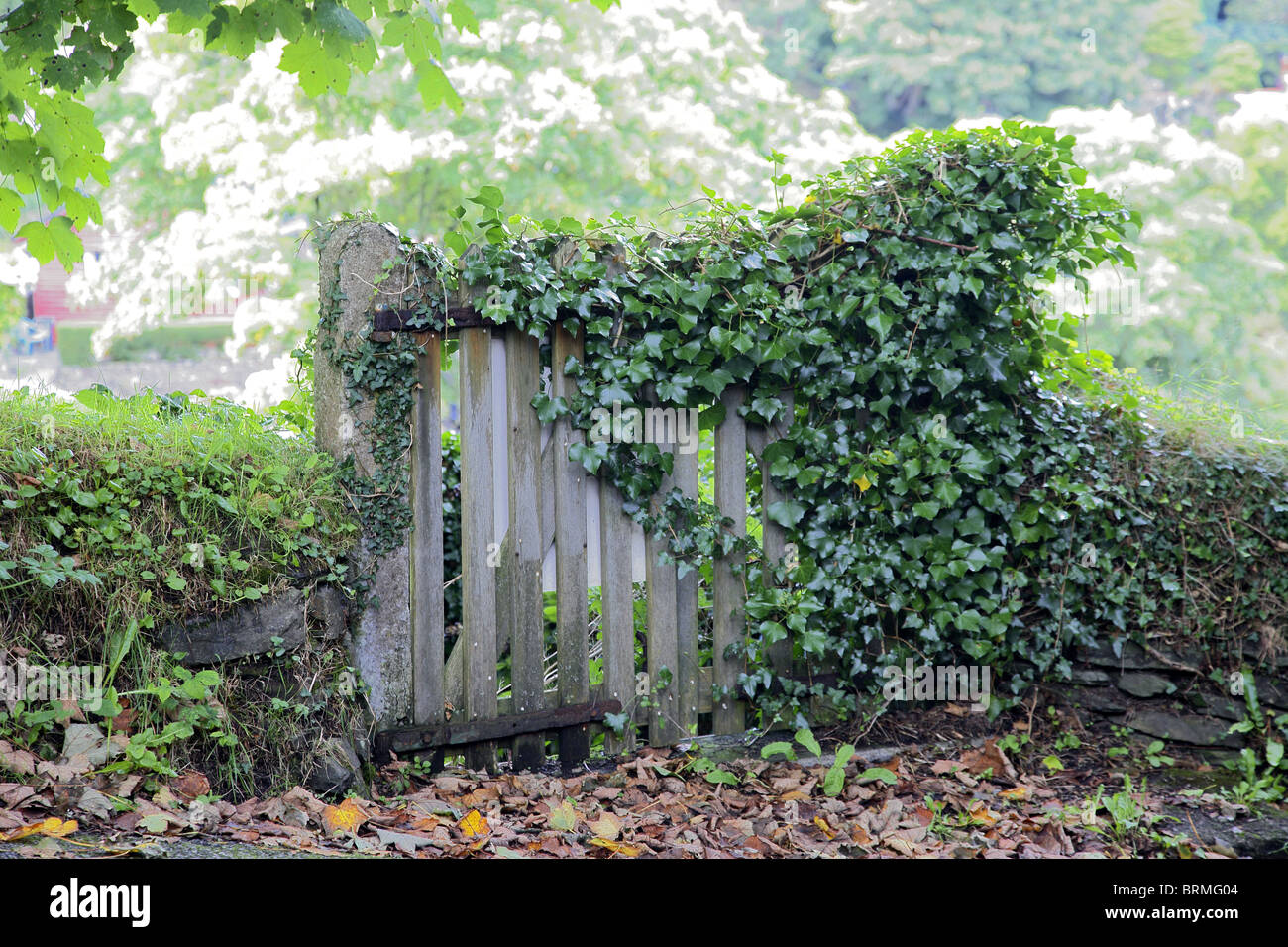 Dilapidated and overgrown gate in Cornwall, UK Stock Photo - Alamy