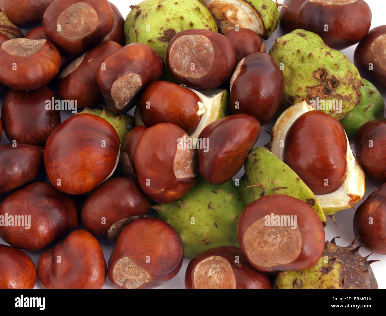 Horse chestnut tree seed hi-res stock photography and images - Alamy