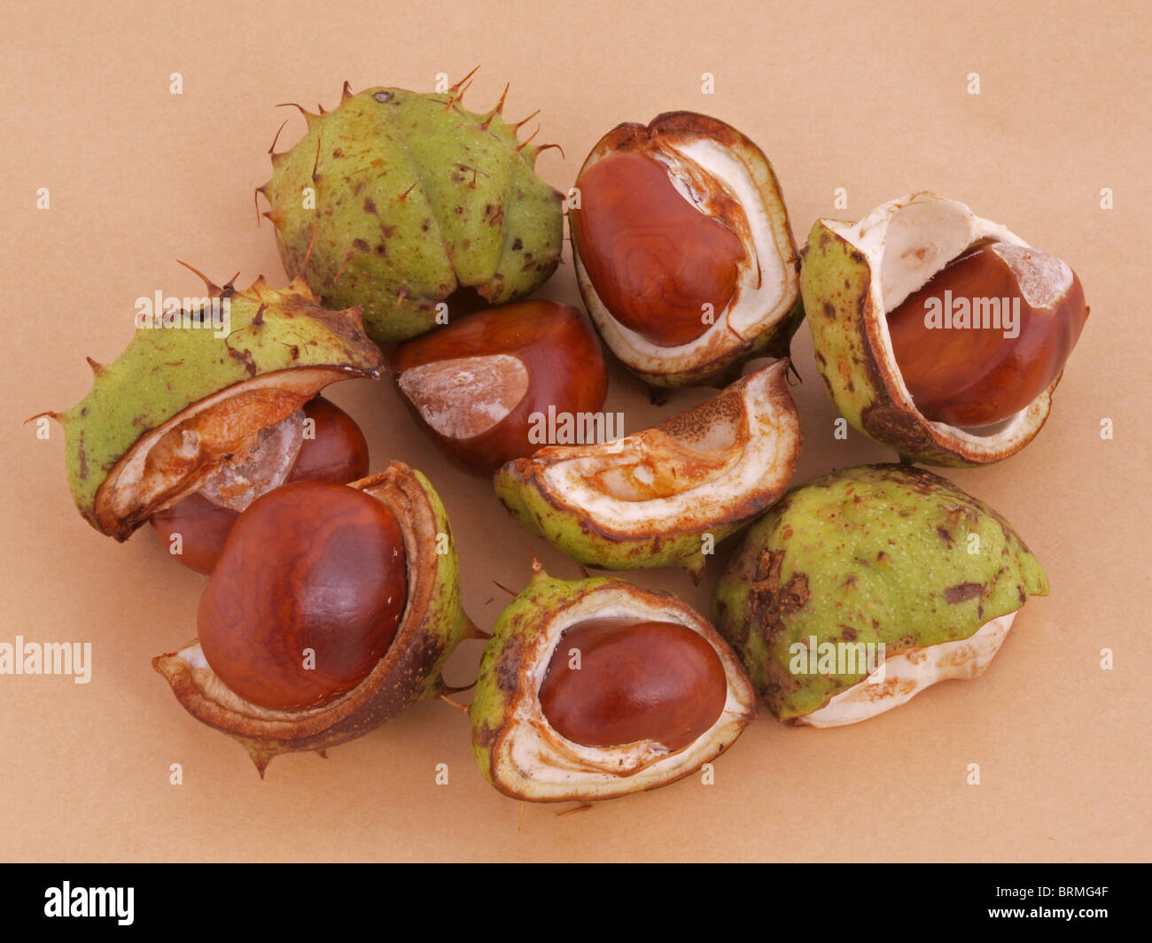 Conker fruit hi-res stock photography and images - Alamy