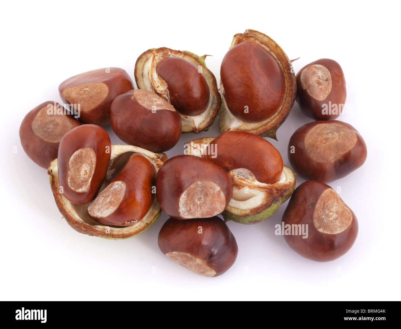 Horse chestnut seed hi-res stock photography and images - Alamy