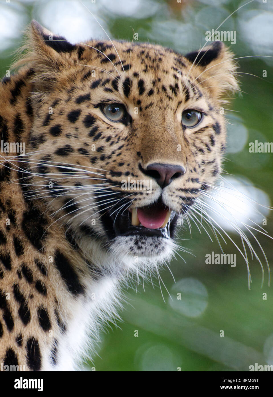 Female Amur leopard looking towards camera Stock Photo - Alamy