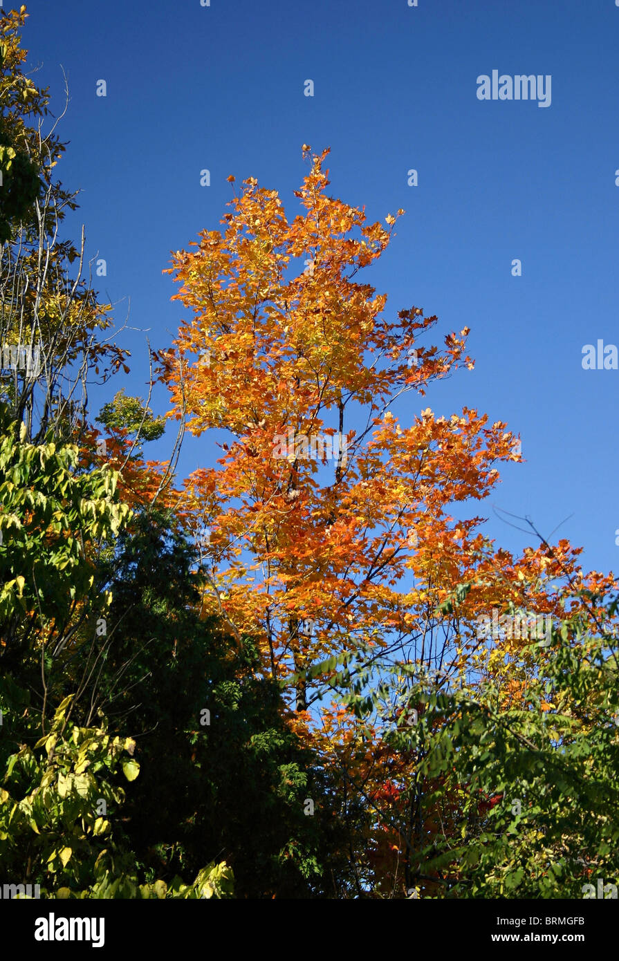 very colorful trees in autumn Stock Photo - Alamy