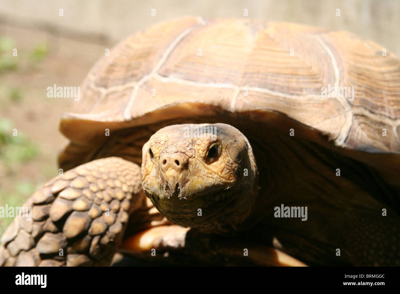 Face of a rock giant hi-res stock photography and images - Alamy