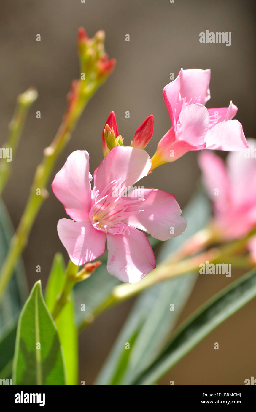 Indian oleander hi-res stock photography and images - Alamy