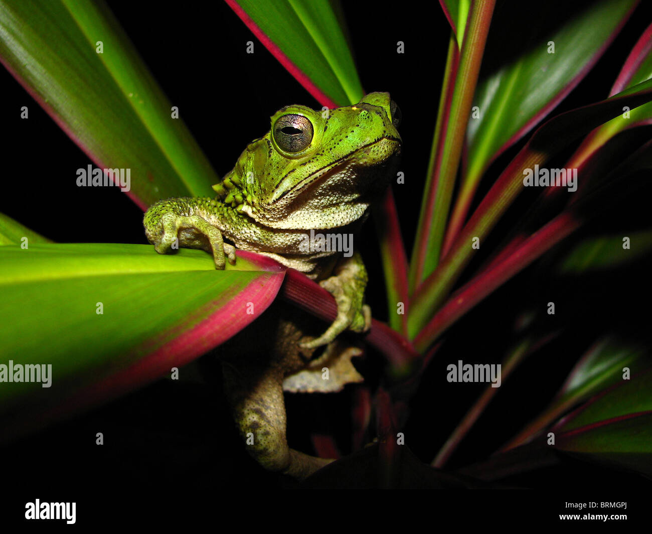 Frog toad green hi-res stock photography and images - Alamy