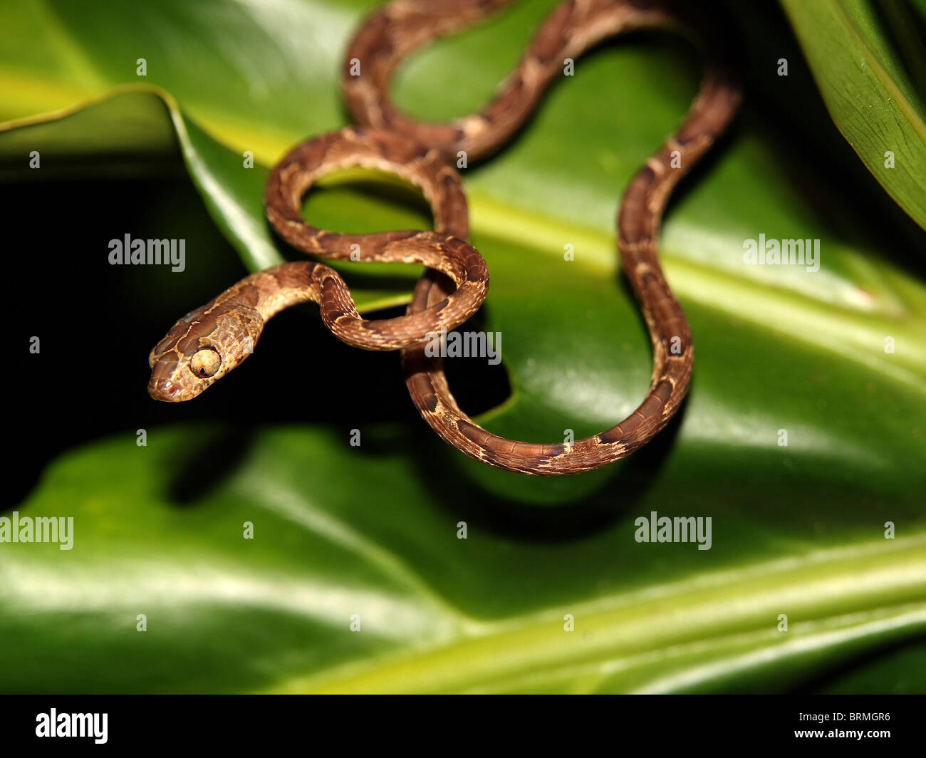 Blunt-Headed Tree Snake isolated in foliage in Costa Rica Stock Photo ...