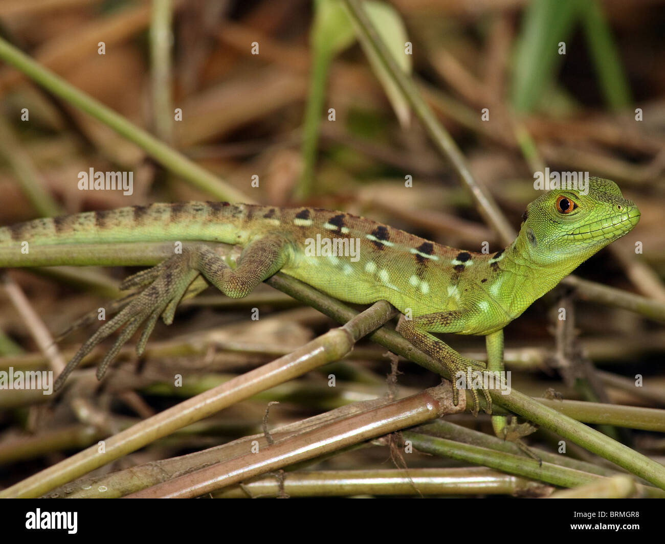 Juvenile Green Basilisk (Basiliscus plumifrons), AKA Jesus Christ ...