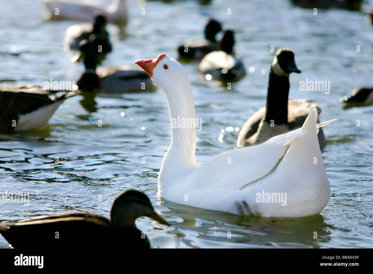 a White Chinese Goose swimming with the mallards Stock Photo - Alamy