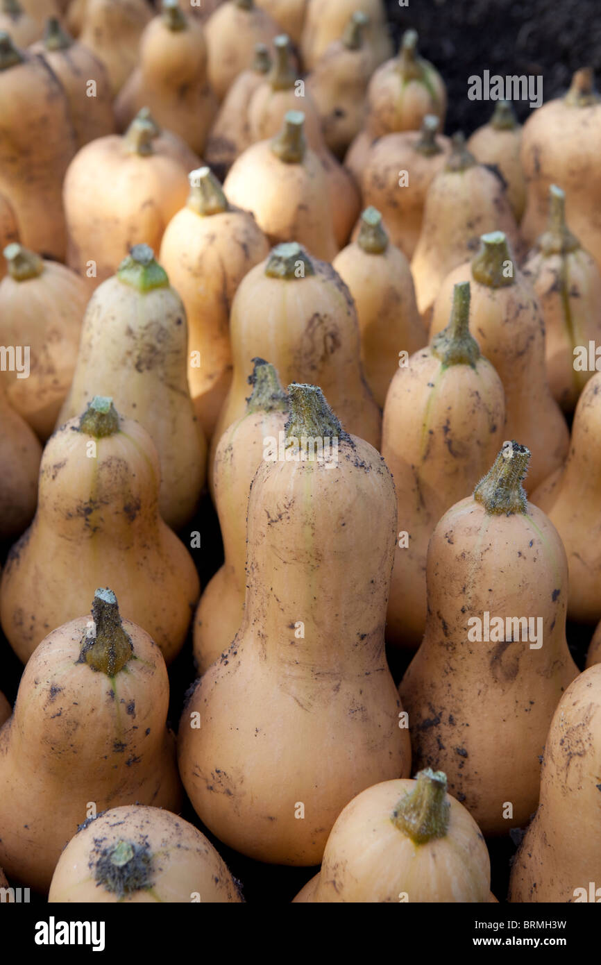 Butternut squash growing at The Eden Project Stock Photo - Alamy