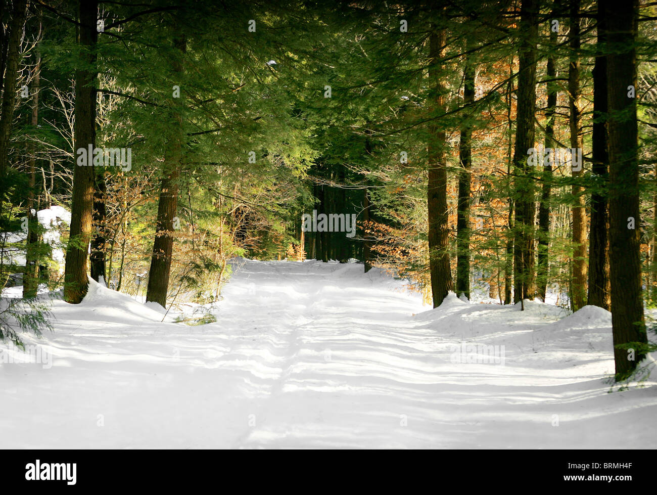 a path in the snowy woods leading from winter to spring Stock Photo - Alamy