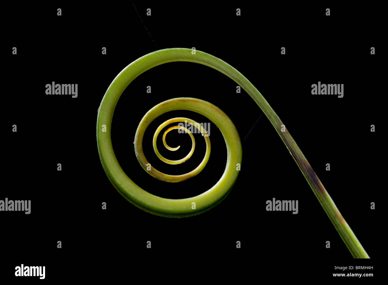 Young tendril of a cucumber plant unfolding Stock Photo - Alamy