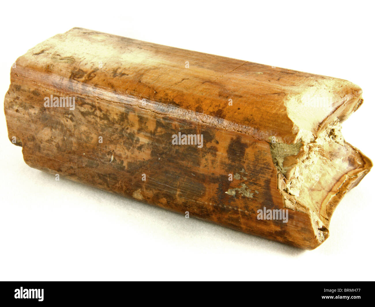 Megatherium sp. (tooth from an extinct Giant Ground Sloth) 50,000 years ...