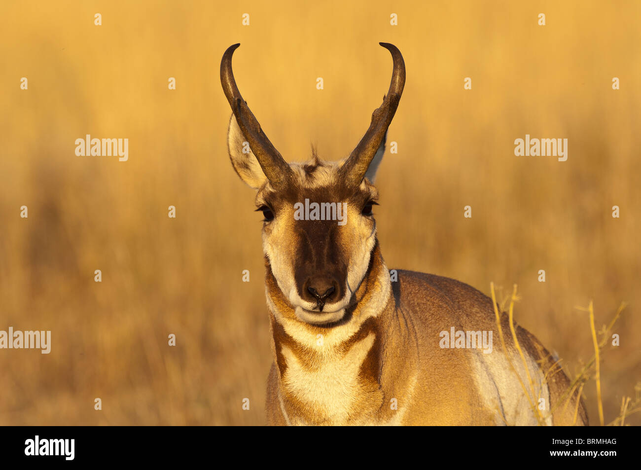 Golden photographs hi-res stock photography and images - Alamy