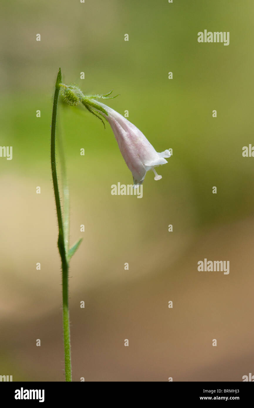 Cascade penstemon hi-res stock photography and images - Alamy