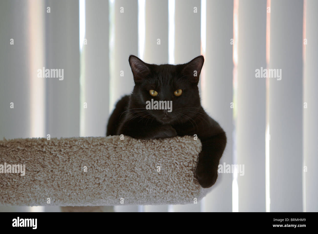 Amber colored eyes directly toward camera hi-res stock photography and ...