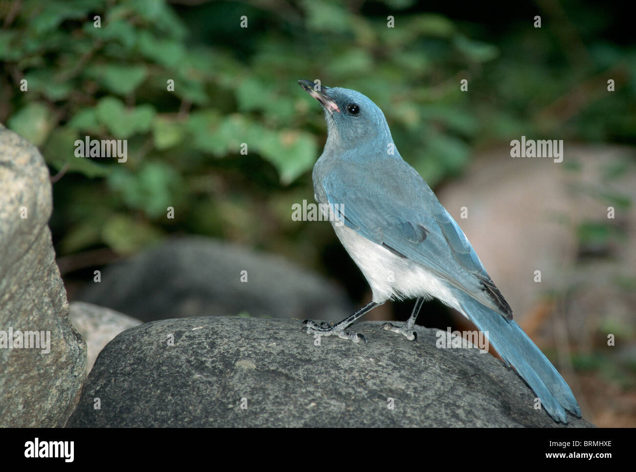 Mexican blue jay hi-res stock photography and images - Alamy