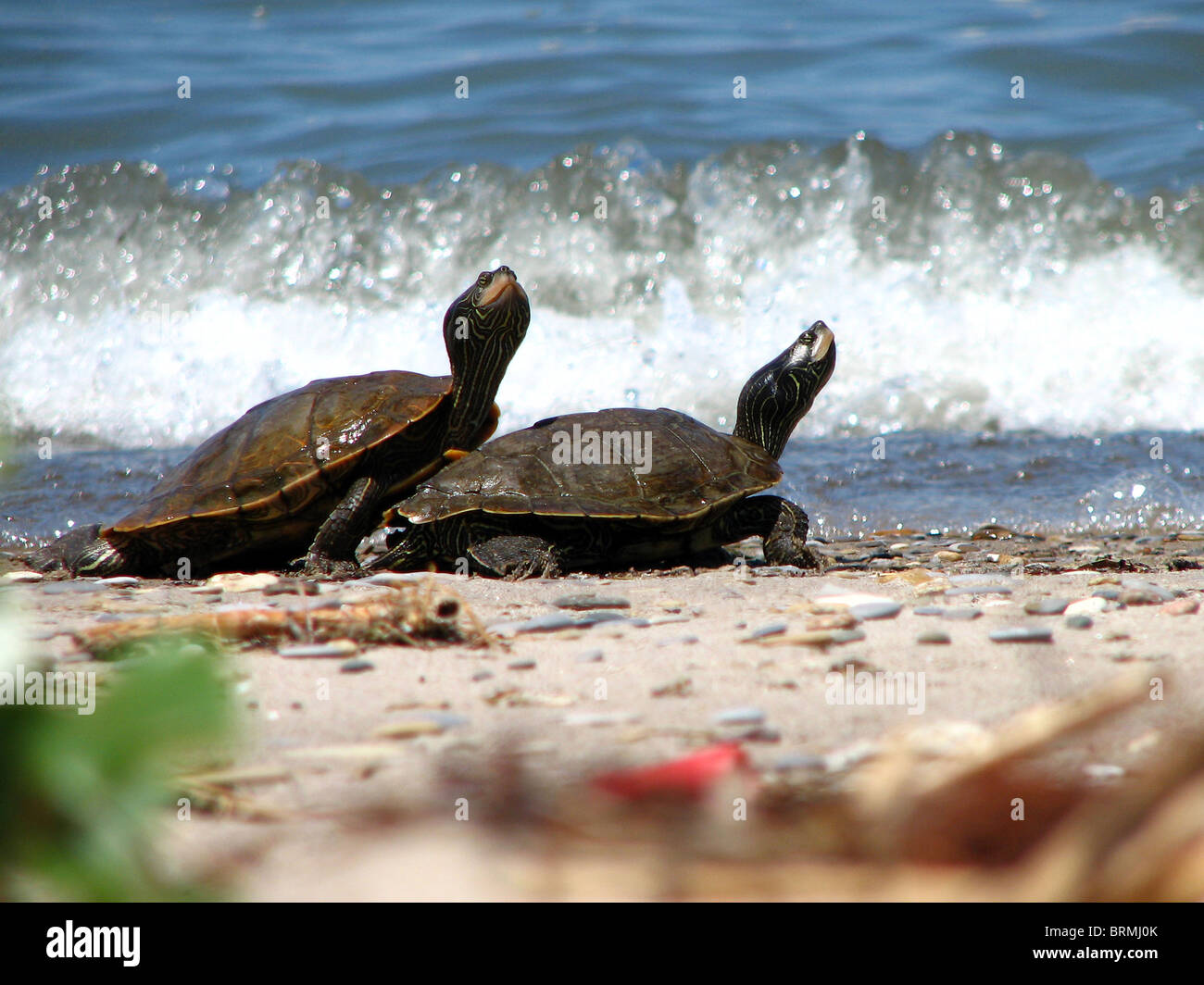 Map of shell lake hi-res stock photography and images - Alamy