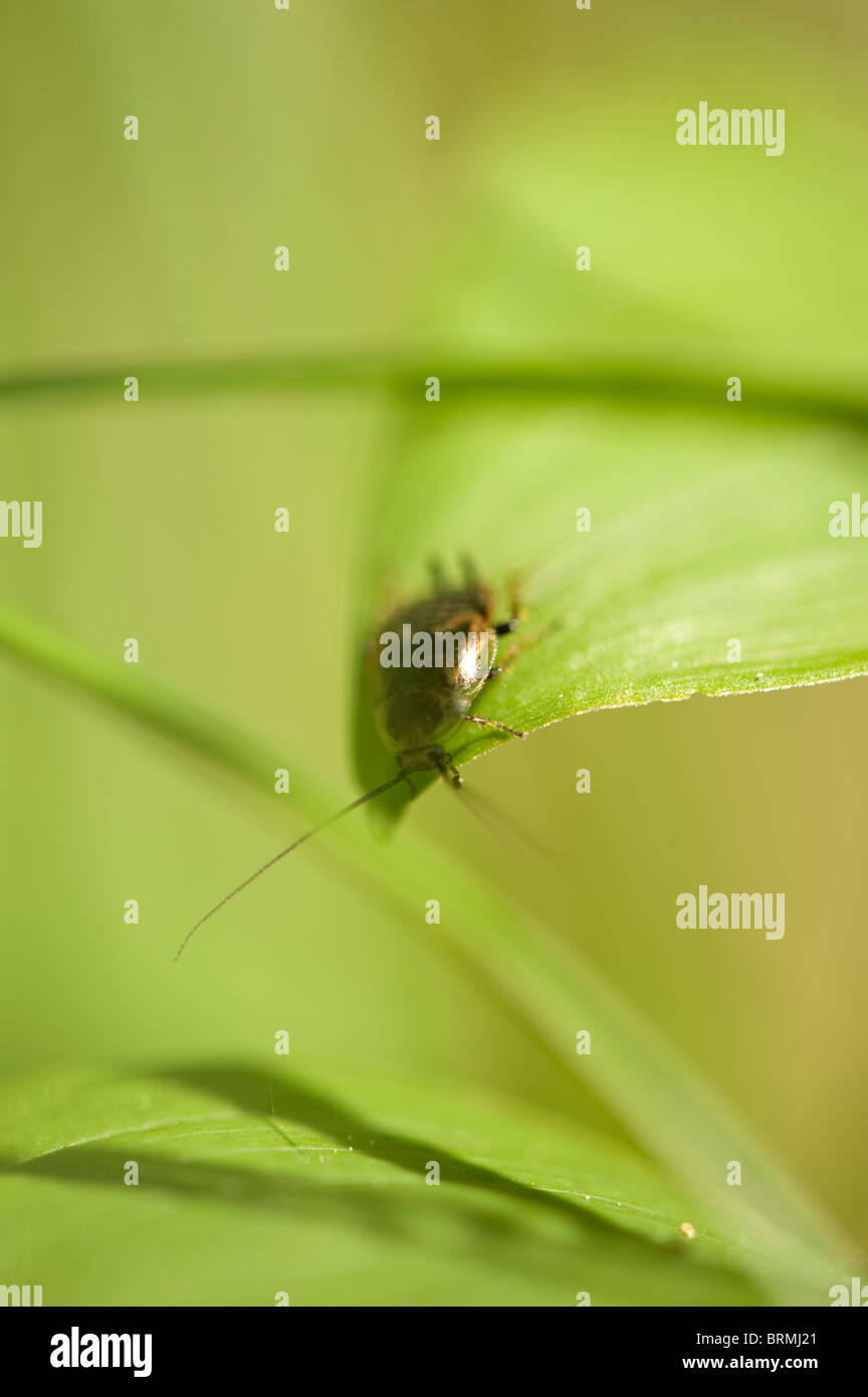 Bug on leaf Stock Photo - Alamy