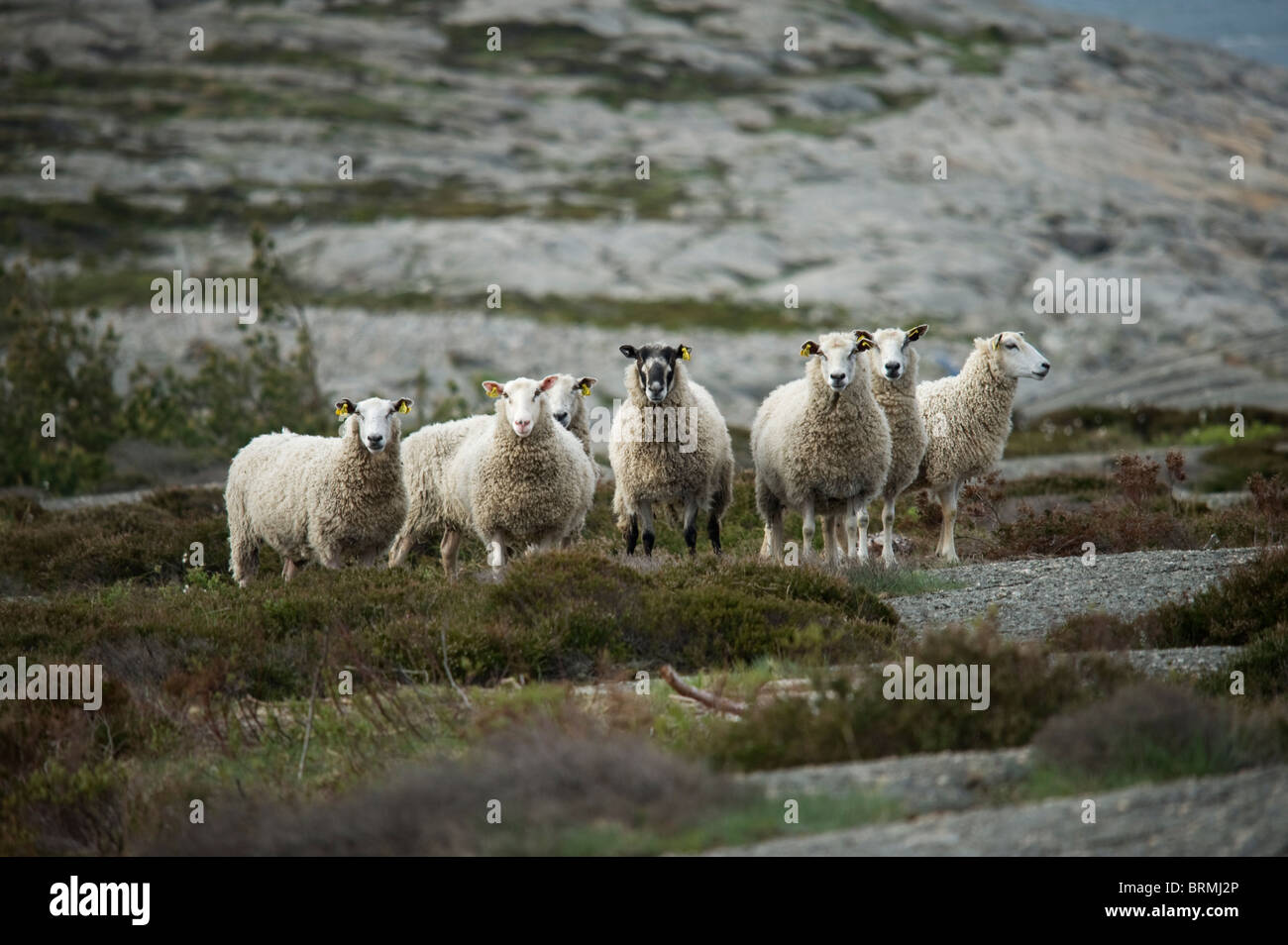 Domestic sheep (Ovis aries Stock Photo - Alamy