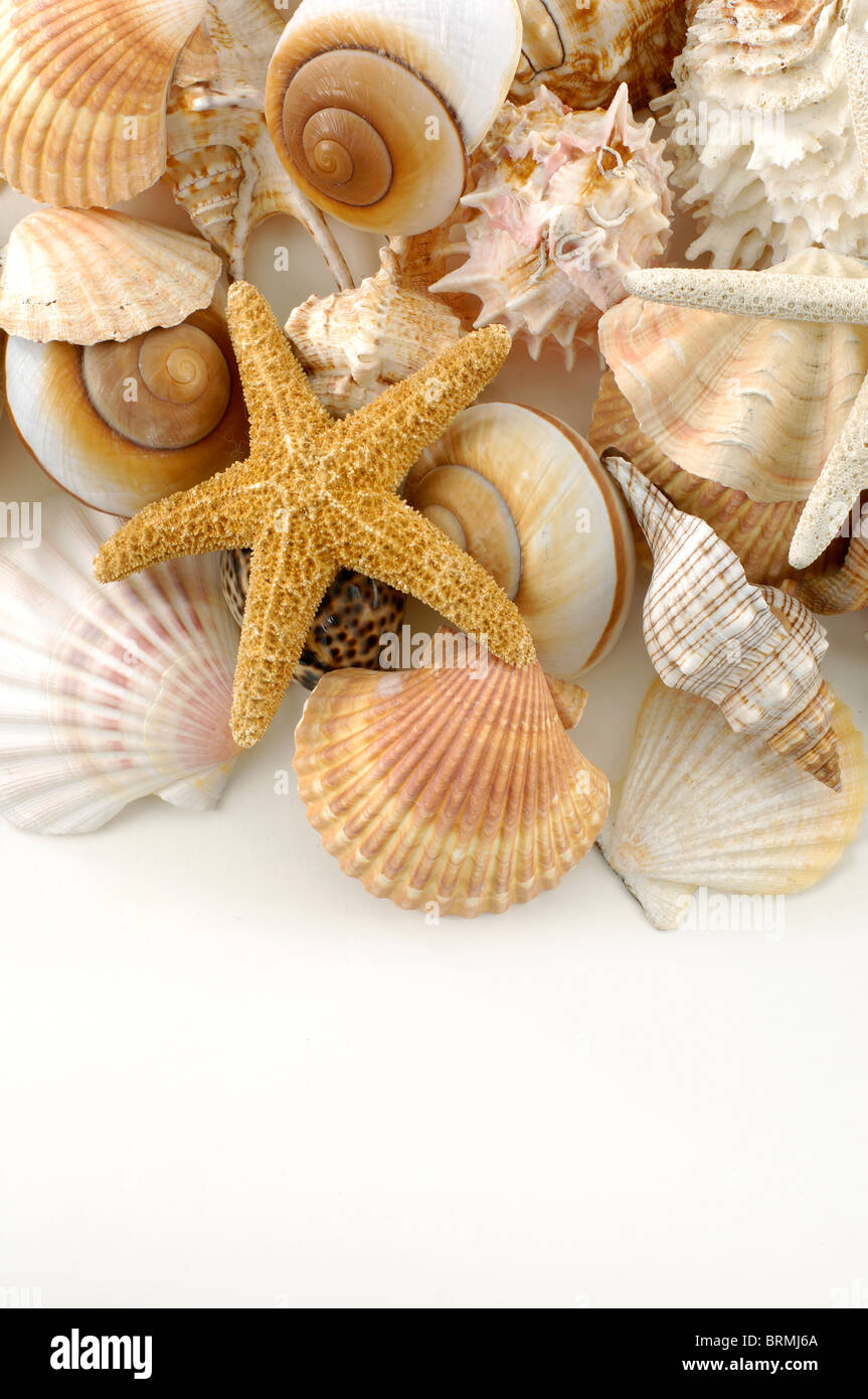 Collection of seashells Stock Photo - Alamy
