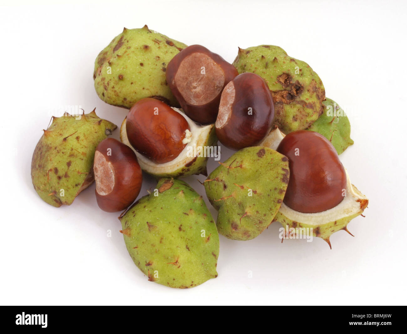 A conker is the seed of a horse chestnut tree Stock Photo - Alamy