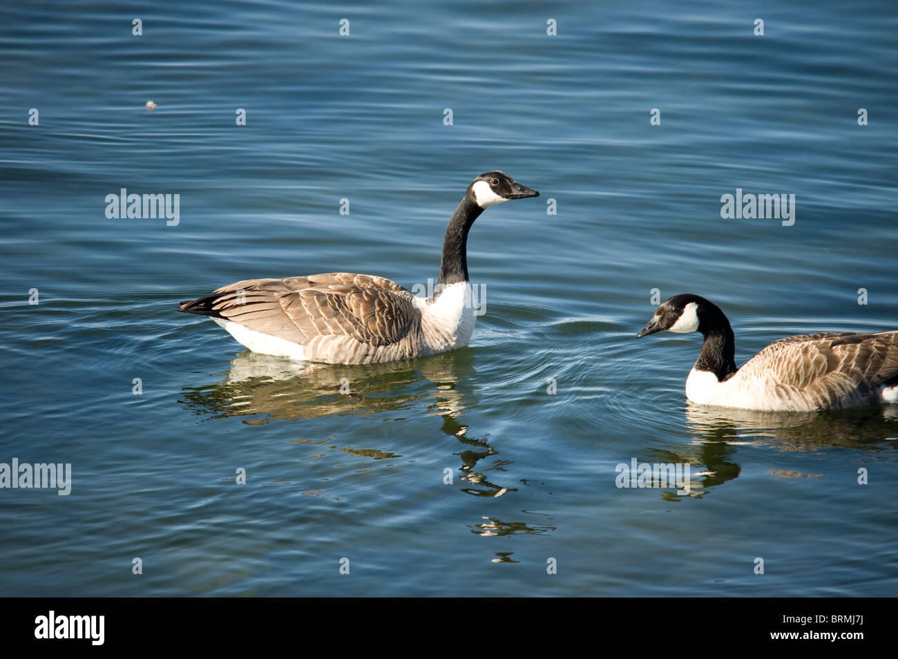 Canada Goose (Branta canadensis Stock Photo - Alamy