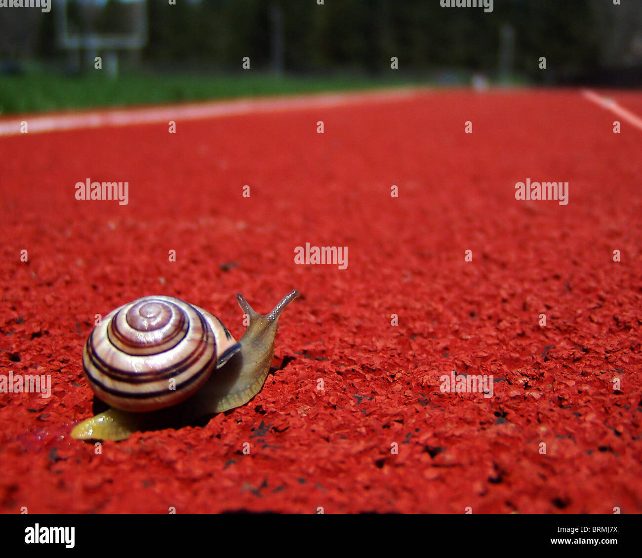 tiny snail getting ready to run a race on a large track Stock Photo - Alamy