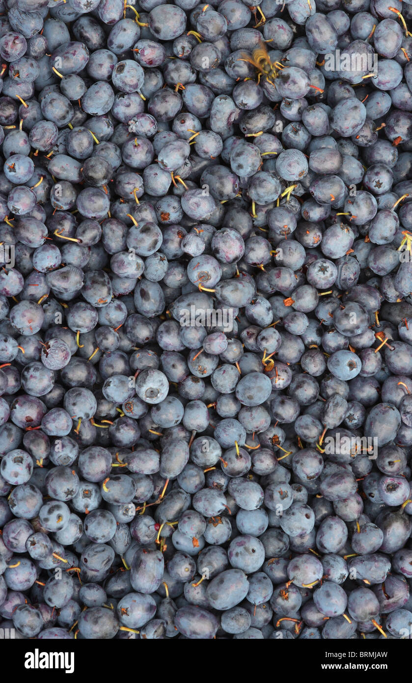 Bilberries hi-res stock photography and images - Alamy