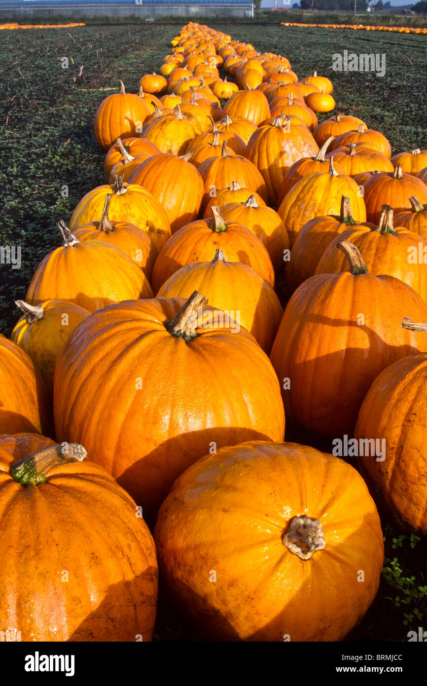 Cros cucurbita de hi-res stock photography and images - Alamy