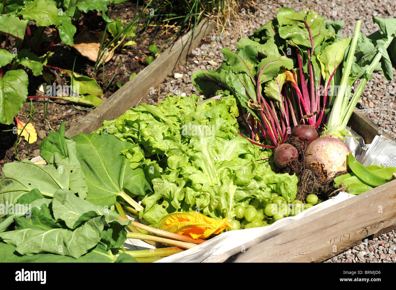 Grow your own vegetables hi-res stock photography and images - Alamy