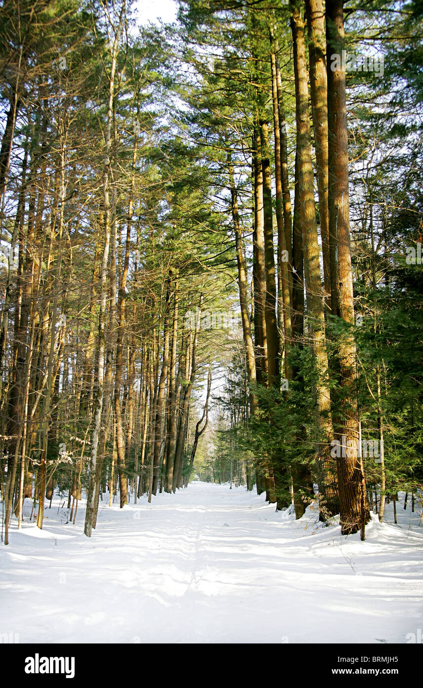 a path in the snowy woods leading from winter to spring Stock Photo - Alamy