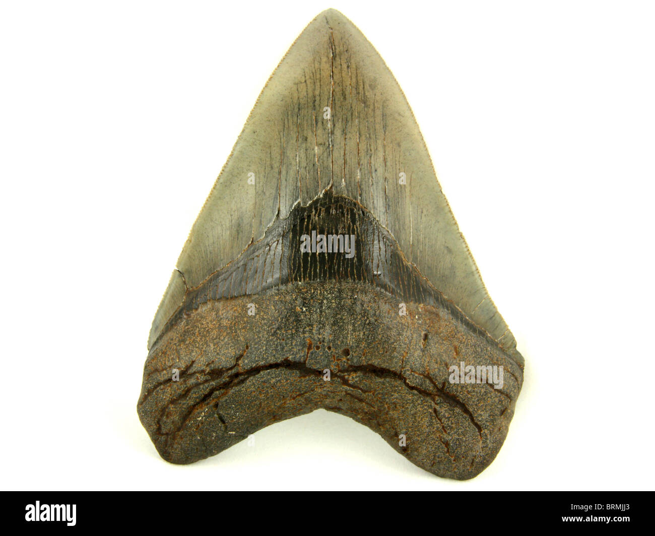 Carcharocles megalodon (6.25" tooth from the largest shark--think bus ...