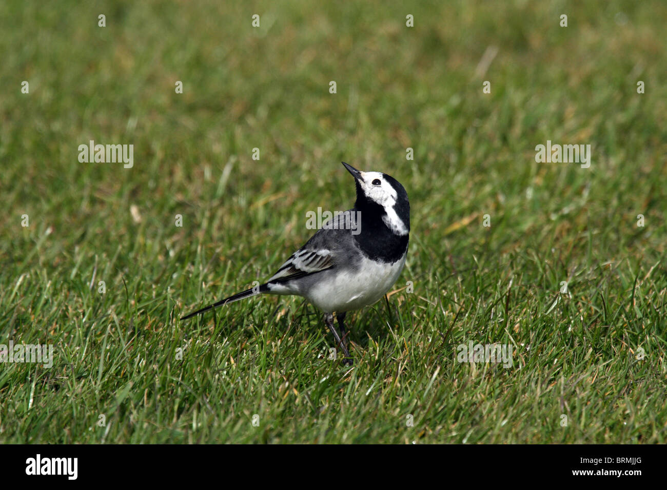 Pied / White Wagtail (Motacilla alba) - looking up for danger Stock ...