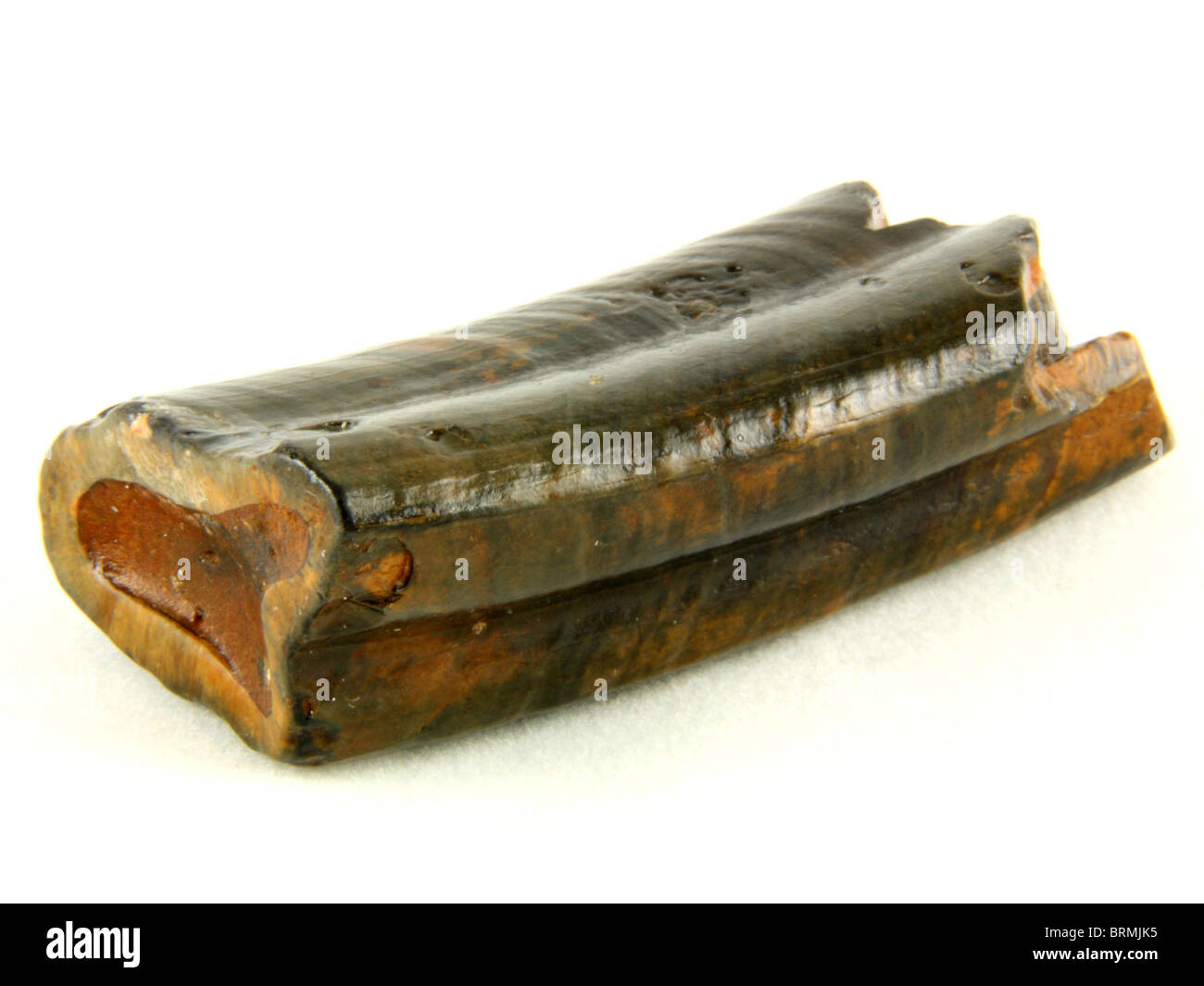 Paramylodon harlani (tooth from the extinct Harlan's Ground Sloth) 1 ...