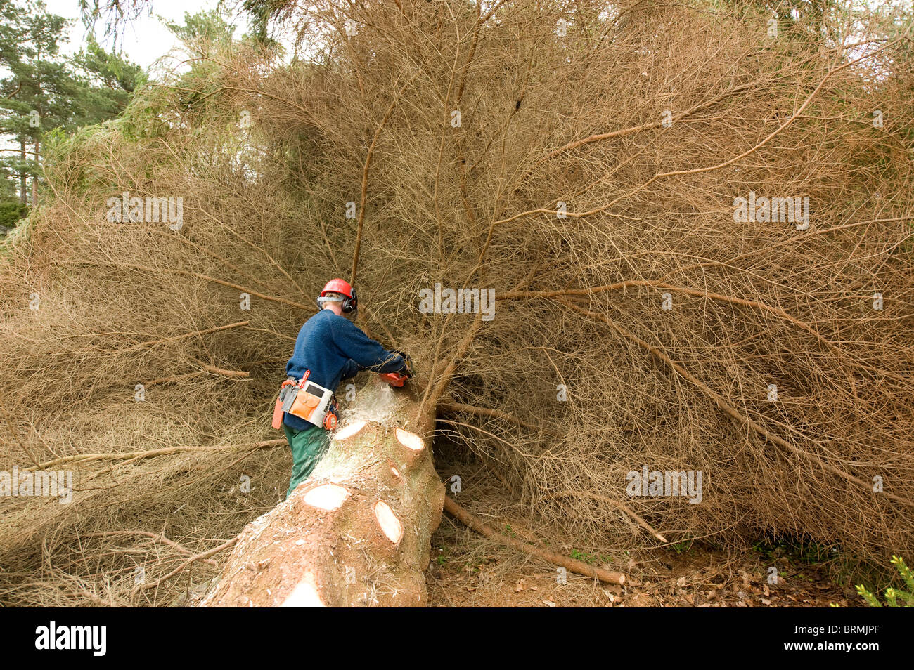 Tree felling of spruce tree, Sweden Stock Photo - Alamy