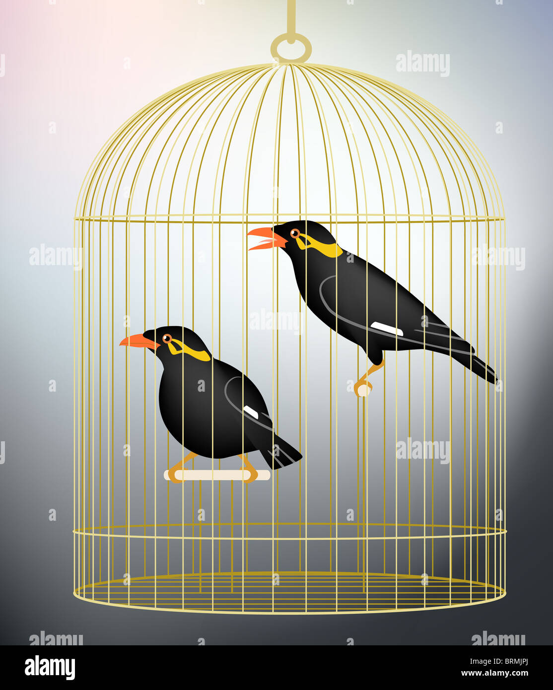 Illustration of a pair of caged hill myna birds Stock Photo - Alamy
