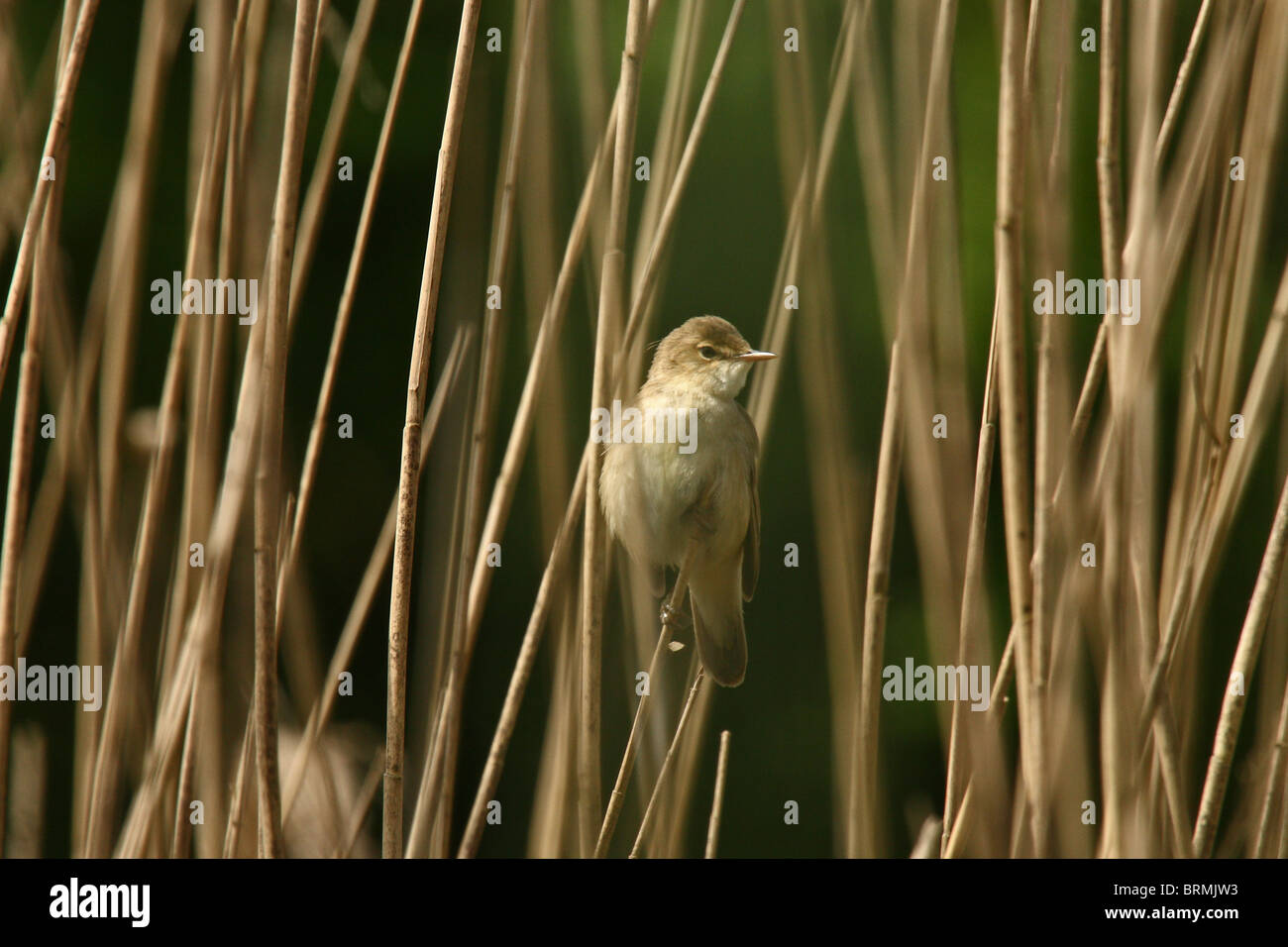 Reed Warbler (Acrocephalus scirpaceus) - perched in reeds Stock Photo ...