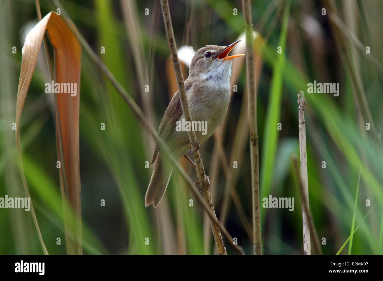 Reed Warbler (Acrocephalus scirpaceus) - singing amonst reeds Stock ...