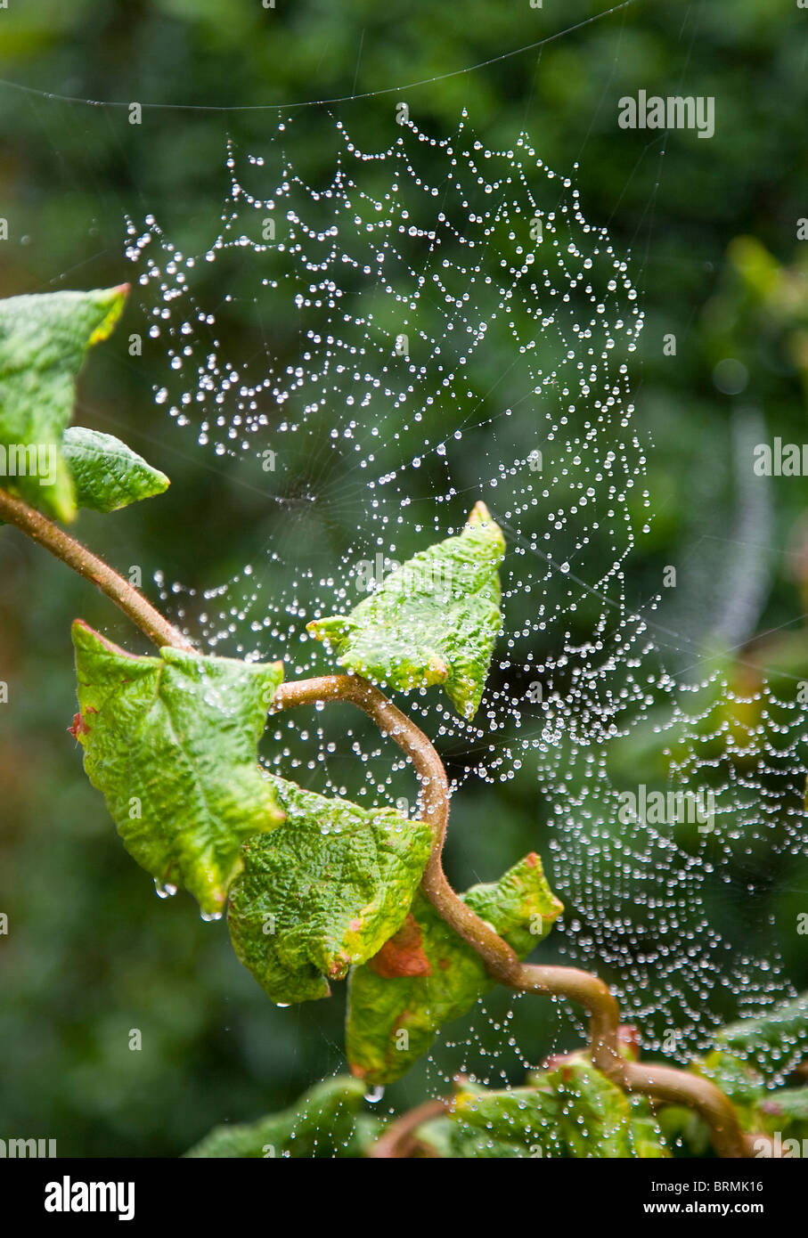 Spiders webs in an Autumn Garden Stock Photo - Alamy