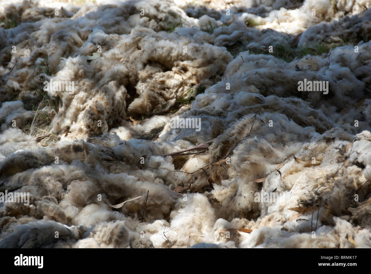 wool in its raw state Stock Photo - Alamy