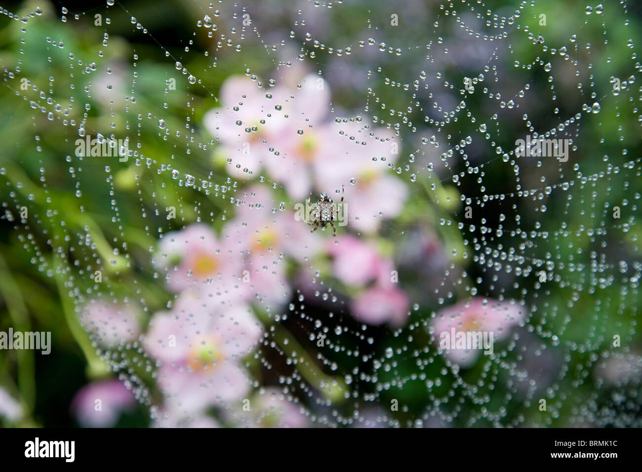 Spiders webs in an Autumn Garden Stock Photo - Alamy