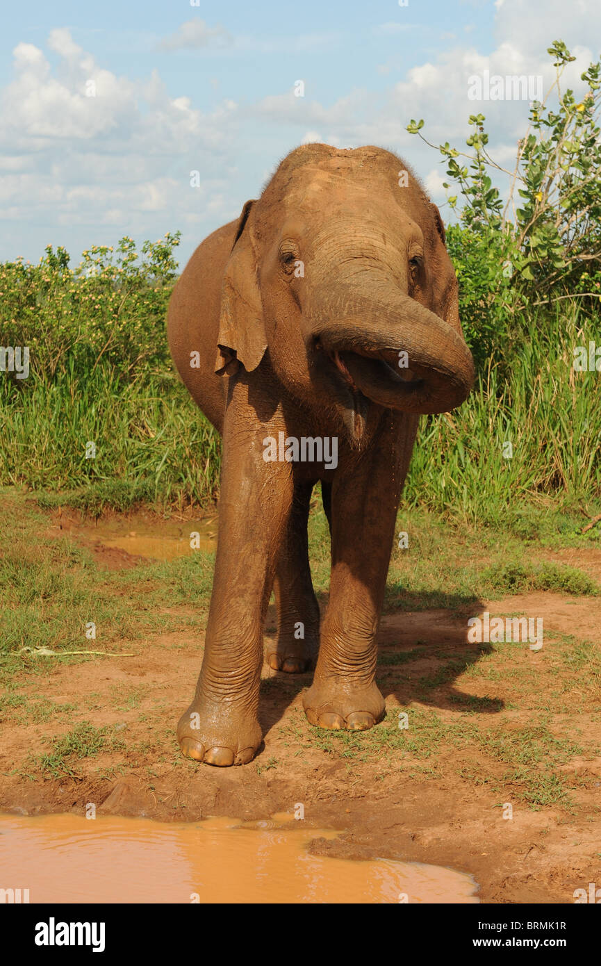Elephant head plant hi-res stock photography and images - Alamy
