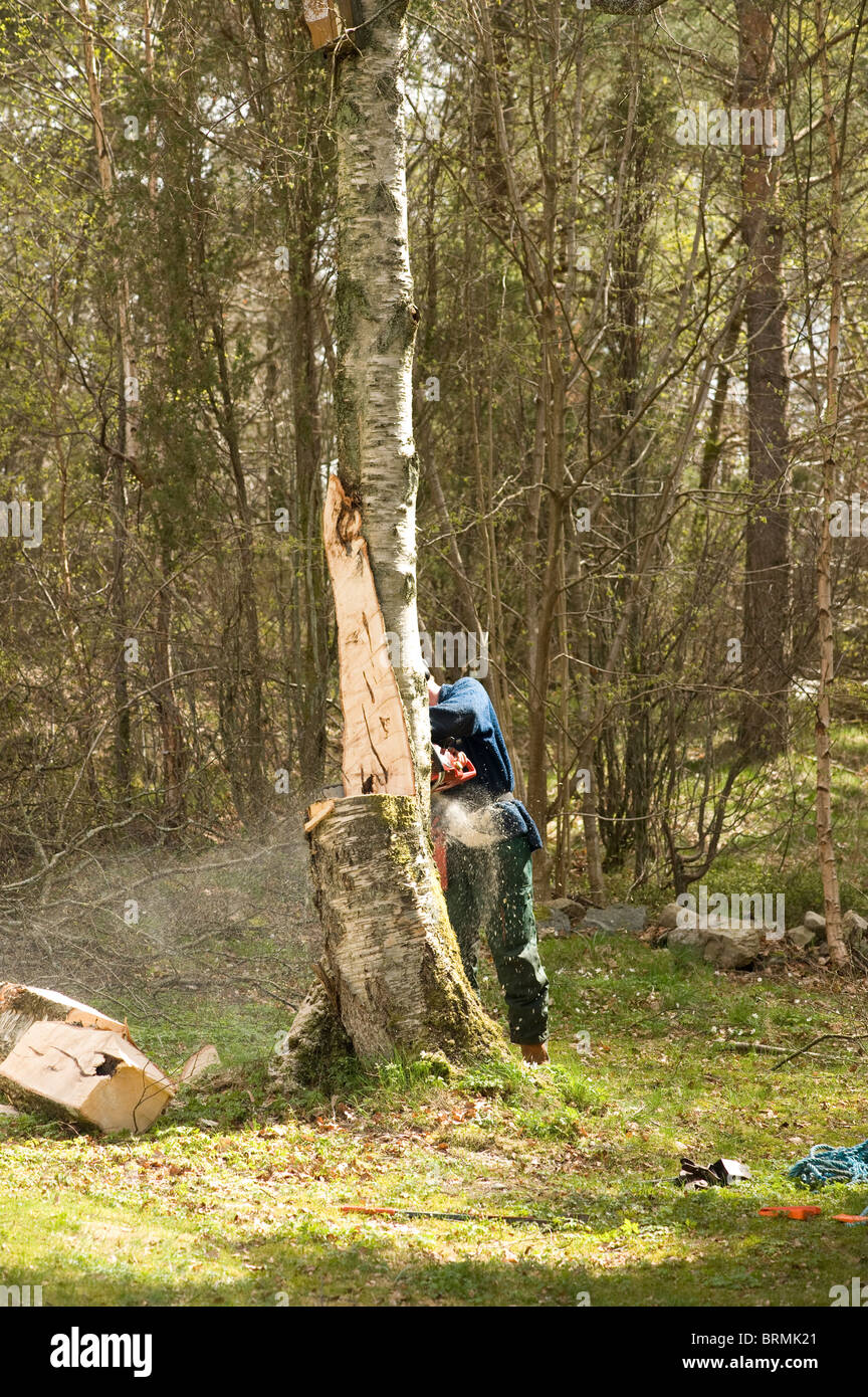 Tree felling of birk tree, Sweden Stock Photo - Alamy