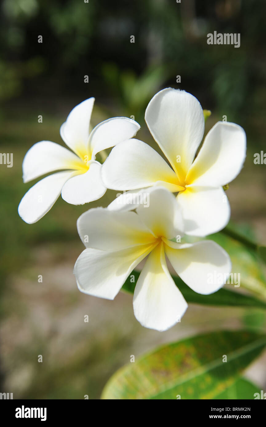 Official state flower hi-res stock photography and images - Alamy