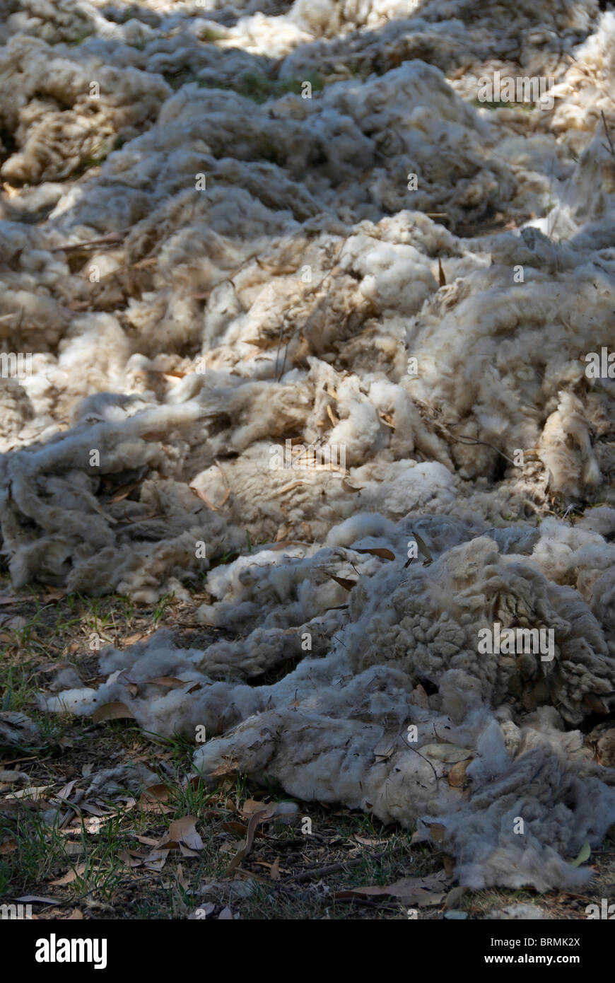 wool in its raw state Stock Photo - Alamy