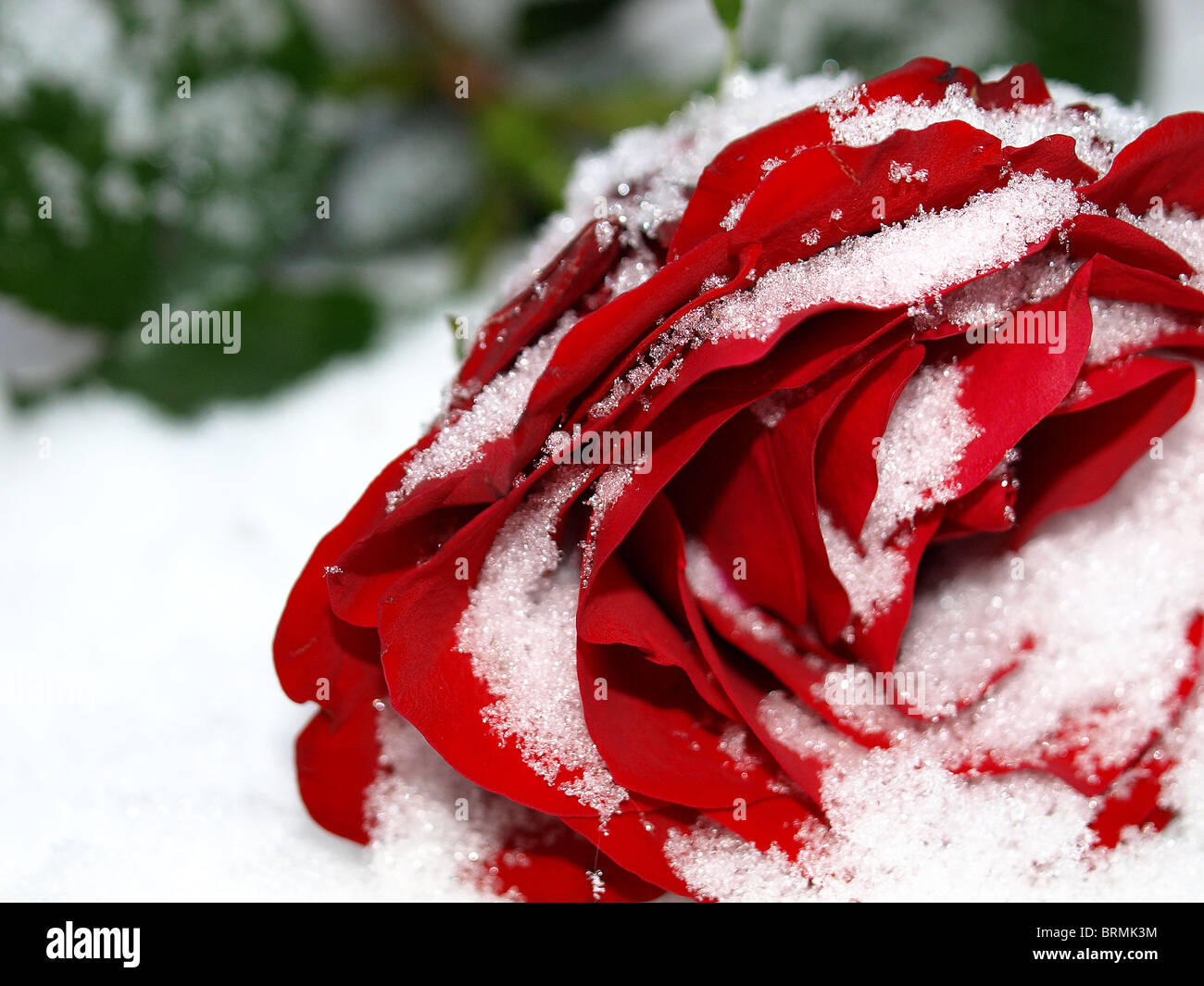 Red rose in the snow, with snowflakes on petals Stock Photo - Alamy