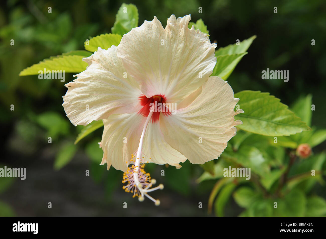 Official state flower hi-res stock photography and images - Alamy