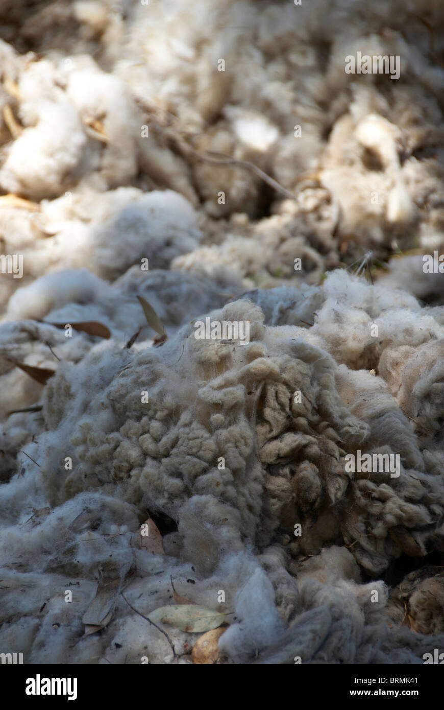 wool in its raw state Stock Photo - Alamy