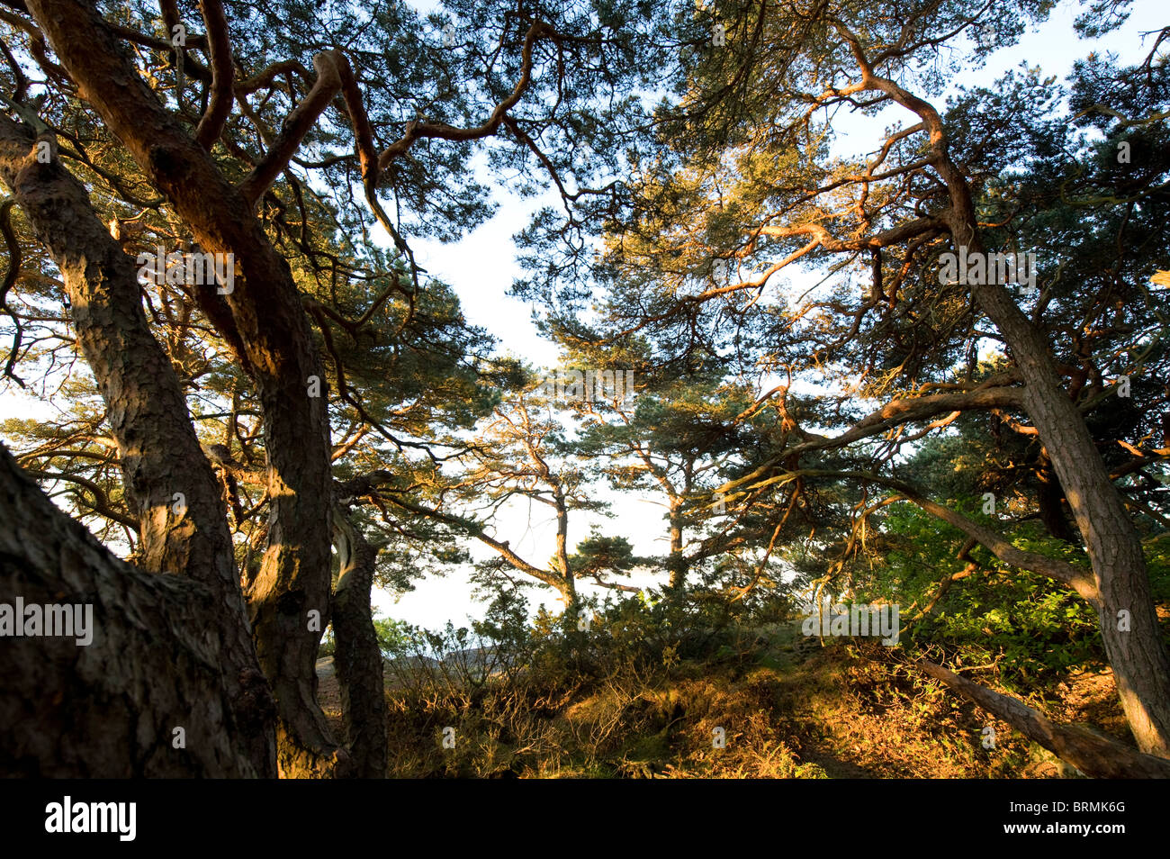Pine trees in morning light, Sweden Stock Photo - Alamy